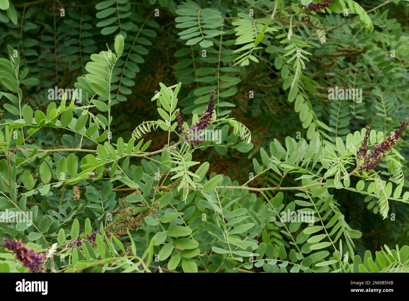 Amorpha fruticosa shrub in bloom Stock Photo - Alamy
