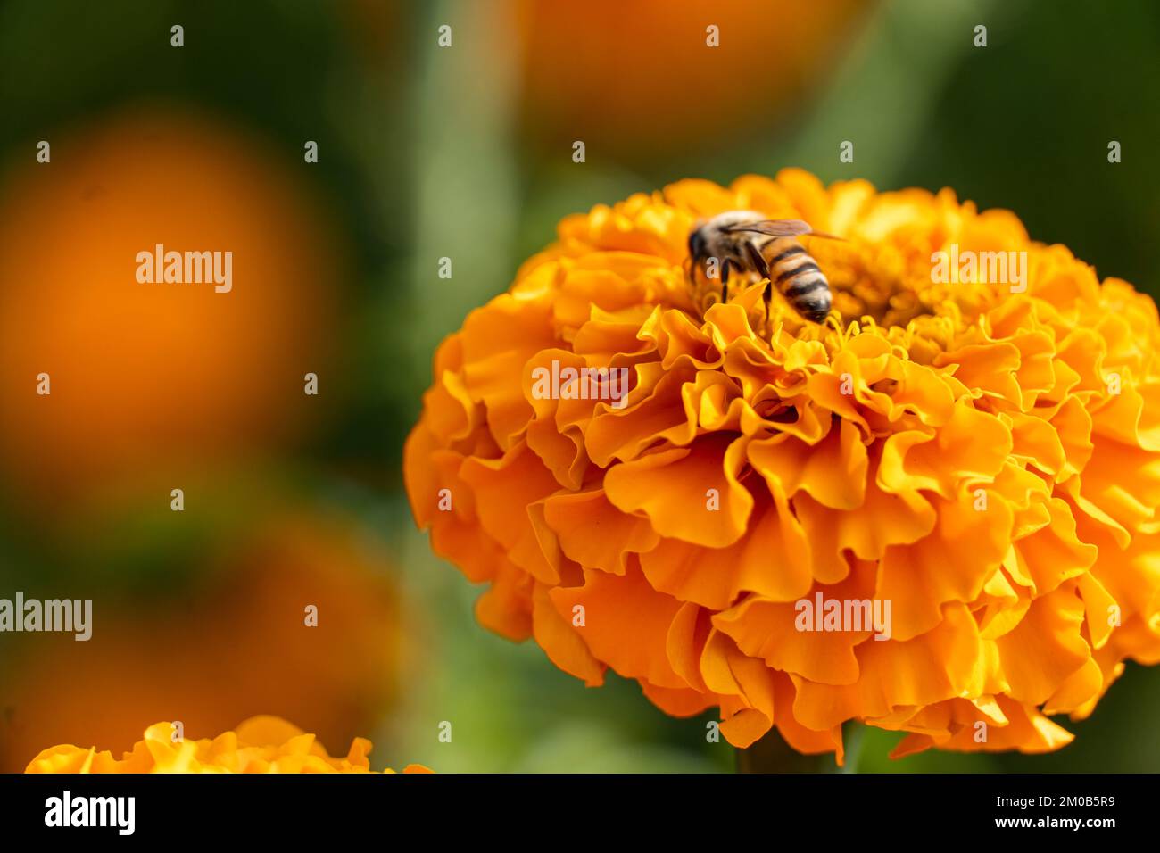 bee eating on cempasuchil flowers in the field close up Stock Photo - Alamy
