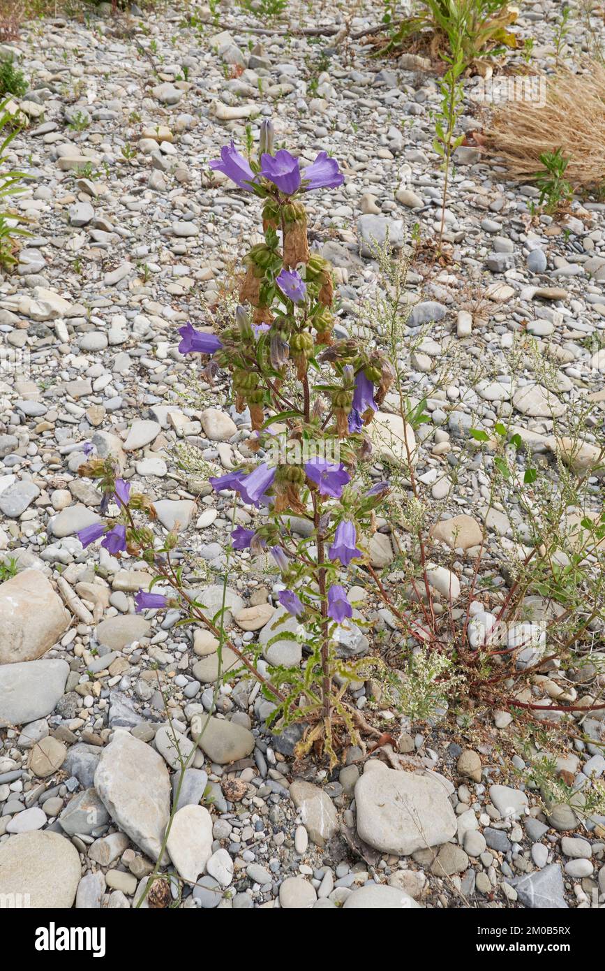 Campanula medium plant in bloom Stock Photo - Alamy