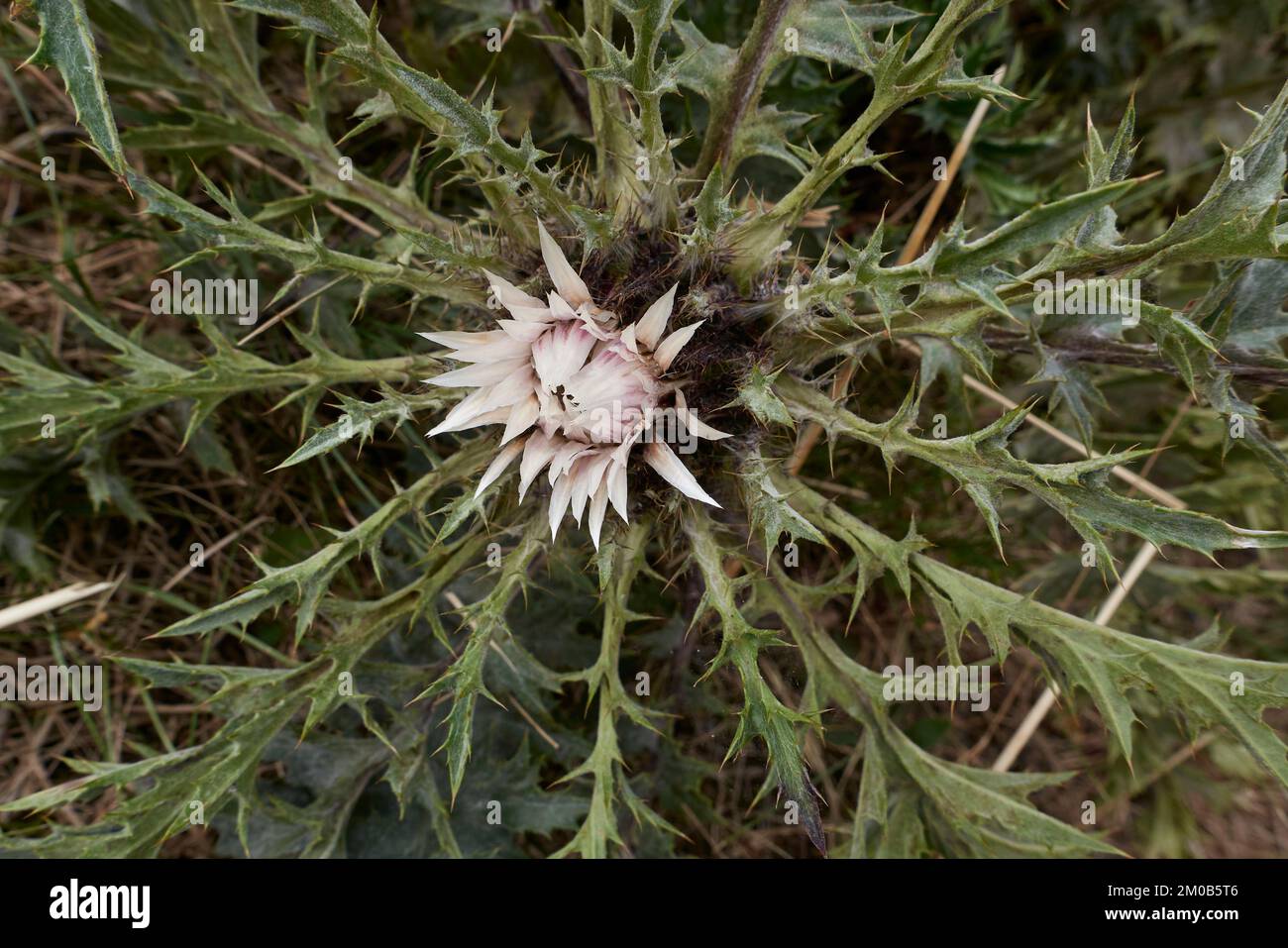 white flower and spiny leaves of Carlina acaulis plant Stock Photo - Alamy