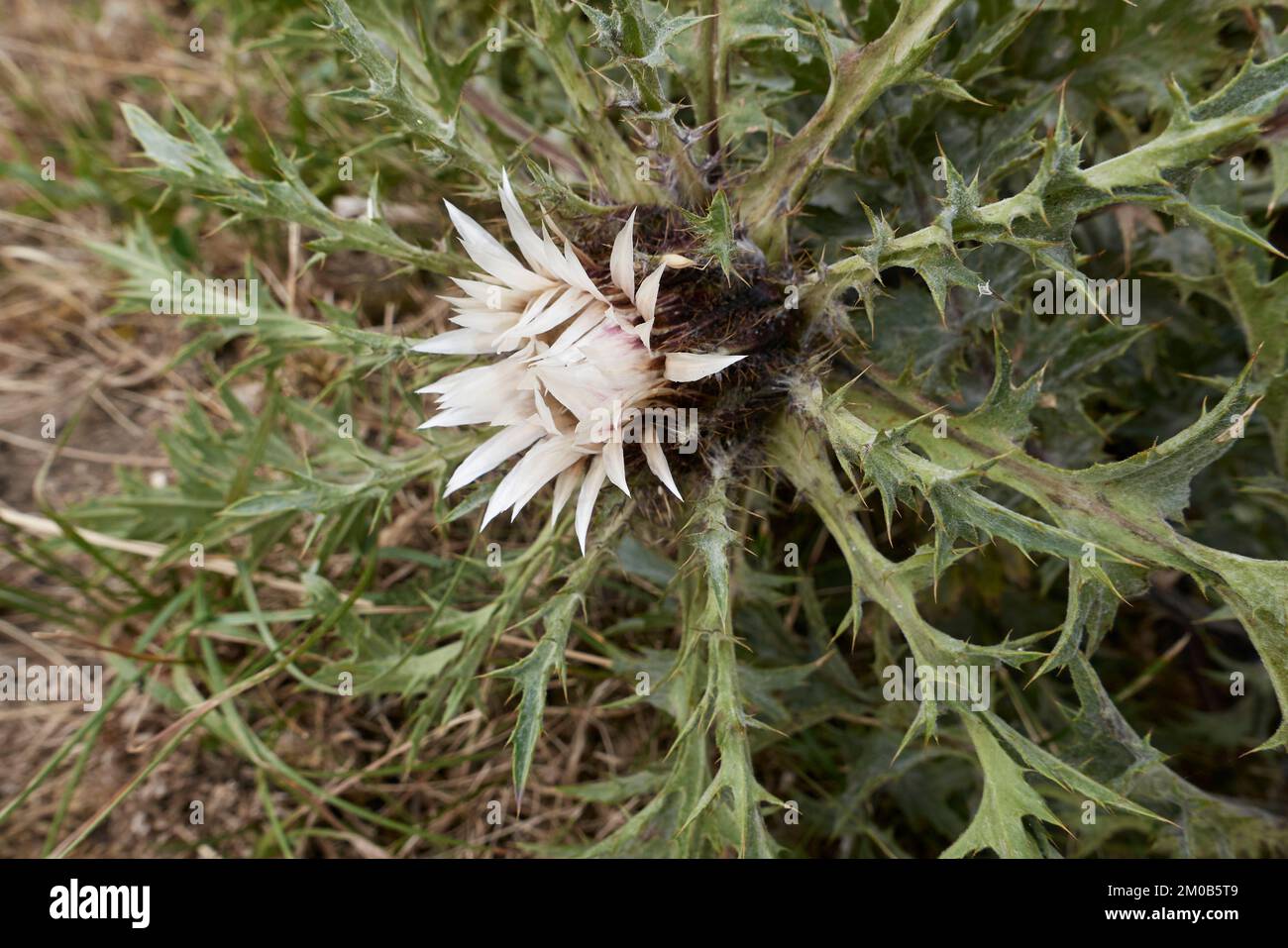 white flower and spiny leaves of Carlina acaulis plant Stock Photo - Alamy