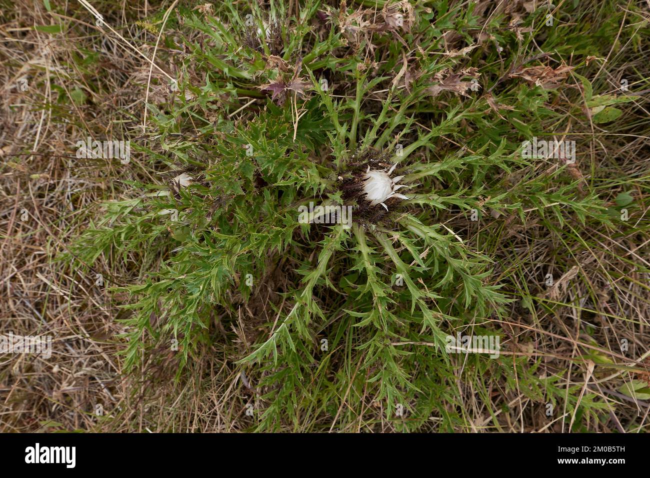 white flower and spiny leaves of Carlina acaulis plant Stock Photo - Alamy