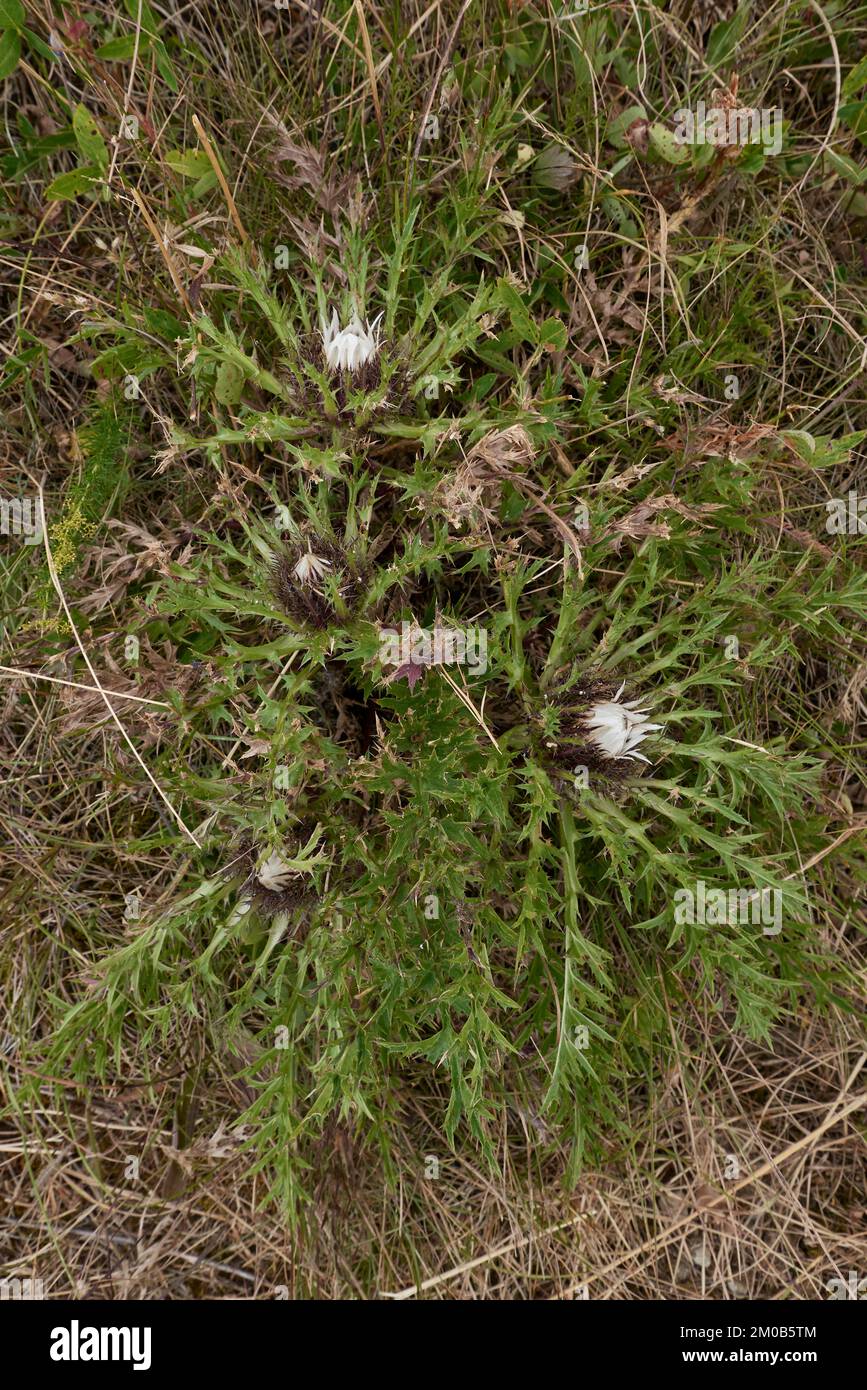 white flower and spiny leaves of Carlina acaulis plant Stock Photo - Alamy