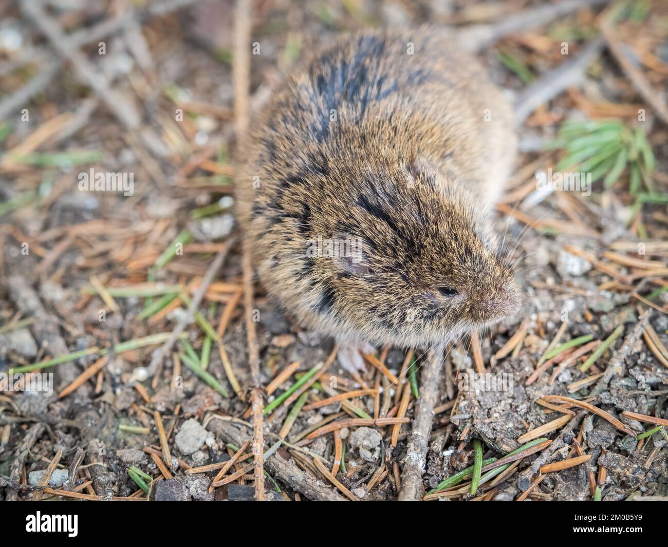 A closeup of a Common vole on the ground with a blurry background ...