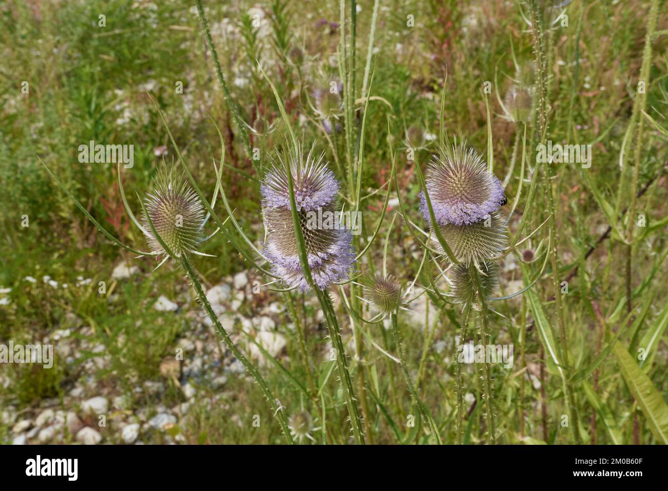 lilac inflorescence of Dipsacus fullonum plant Stock Photo - Alamy