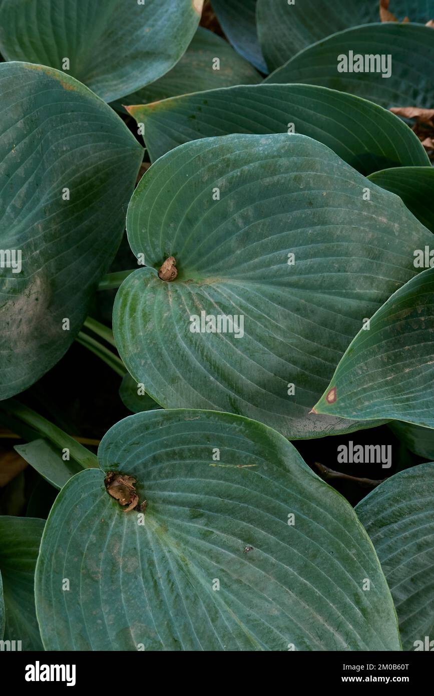 Hosta sieboldiana textured leaves Stock Photo - Alamy
