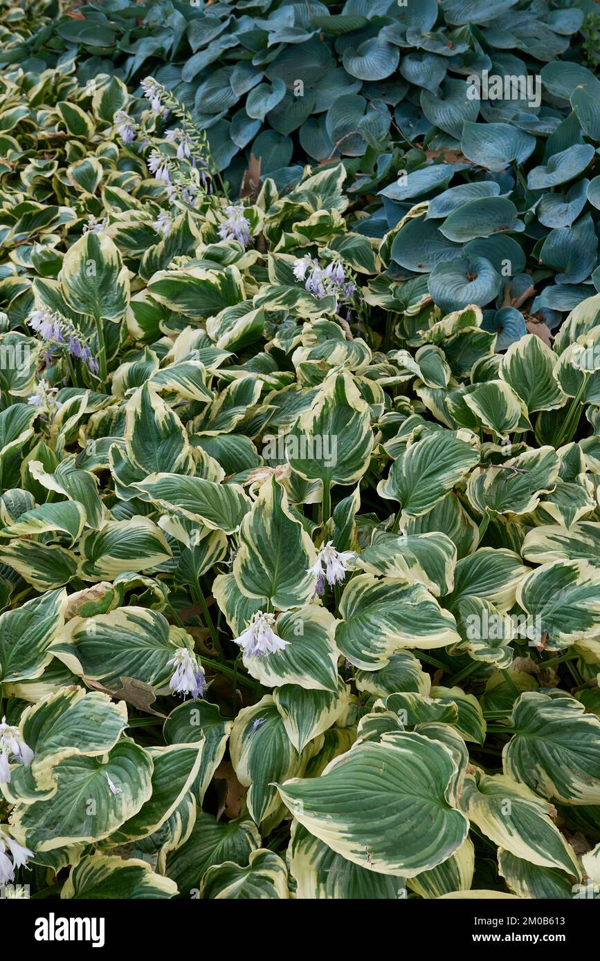 Hosta varieties in an ornamental garden Stock Photo - Alamy