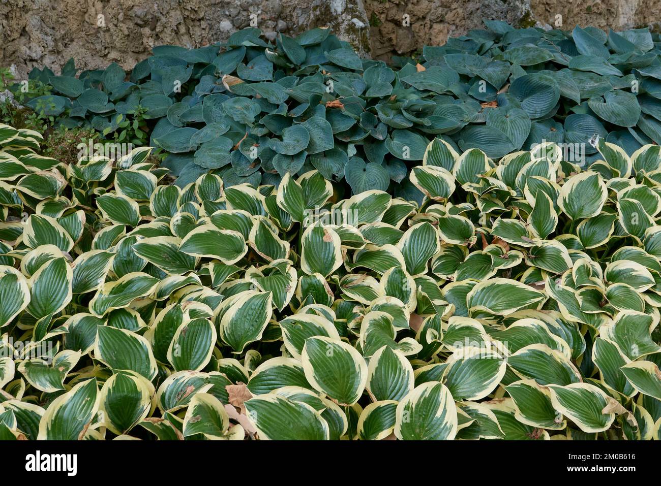 Hosta varieties in an ornamental garden Stock Photo - Alamy