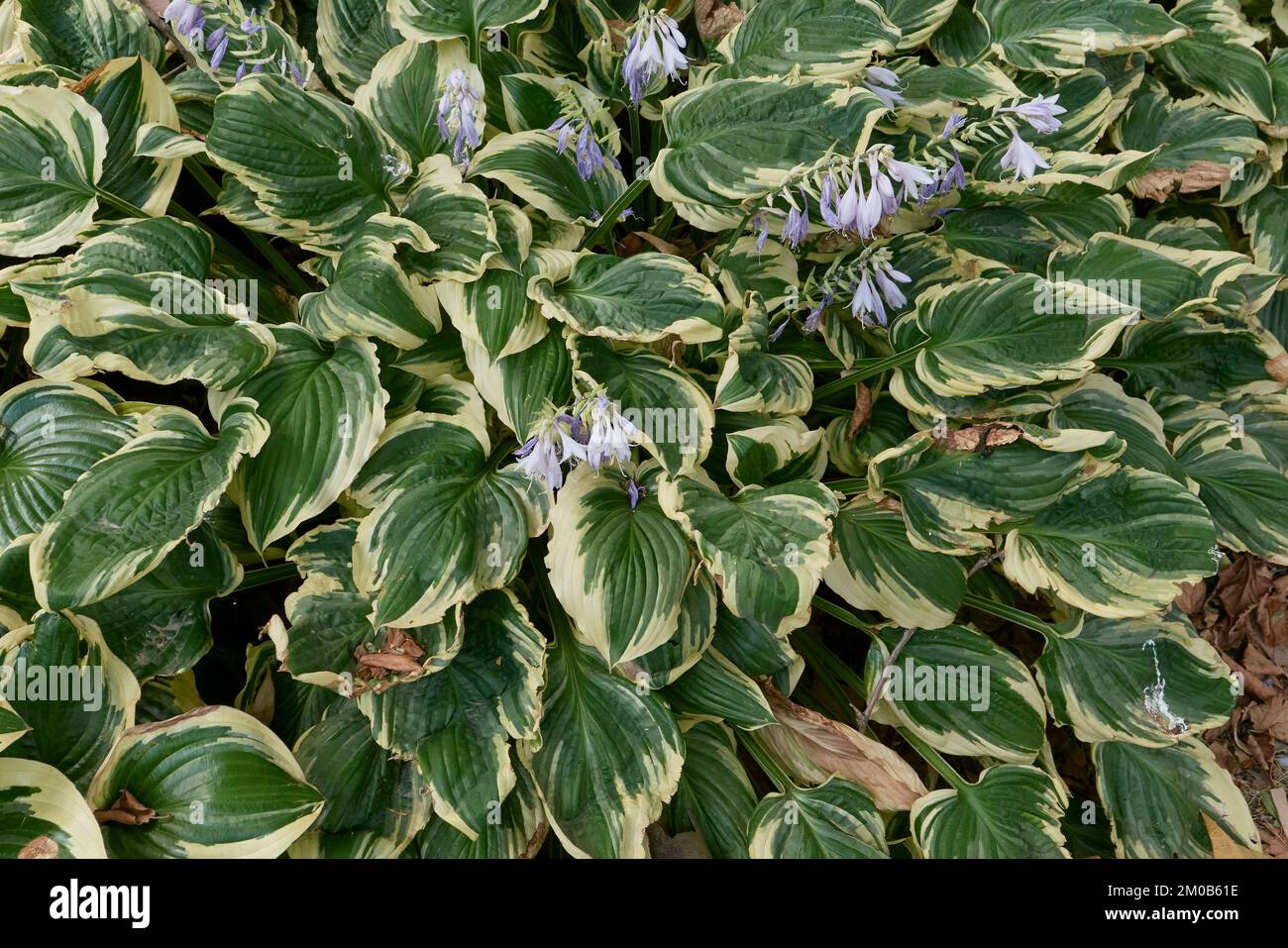 Hosta varieties in an ornamental garden Stock Photo - Alamy