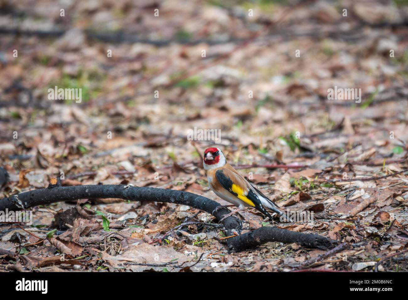 The European goldfinch sits on the ground in spring. Beautiful songbird ...