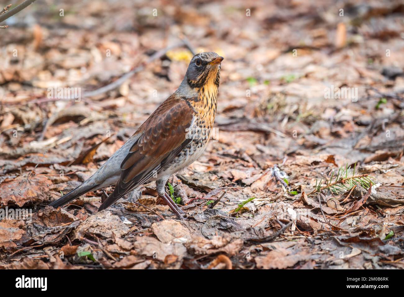 Wood bird Fieldfare on a spring lawn. Fieldfare, Turdus pilaris. Close ...