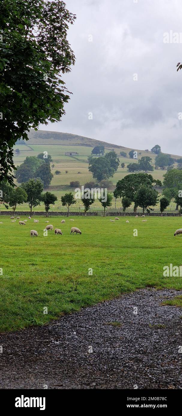 The animals breeding on the big field Stock Photo - Alamy