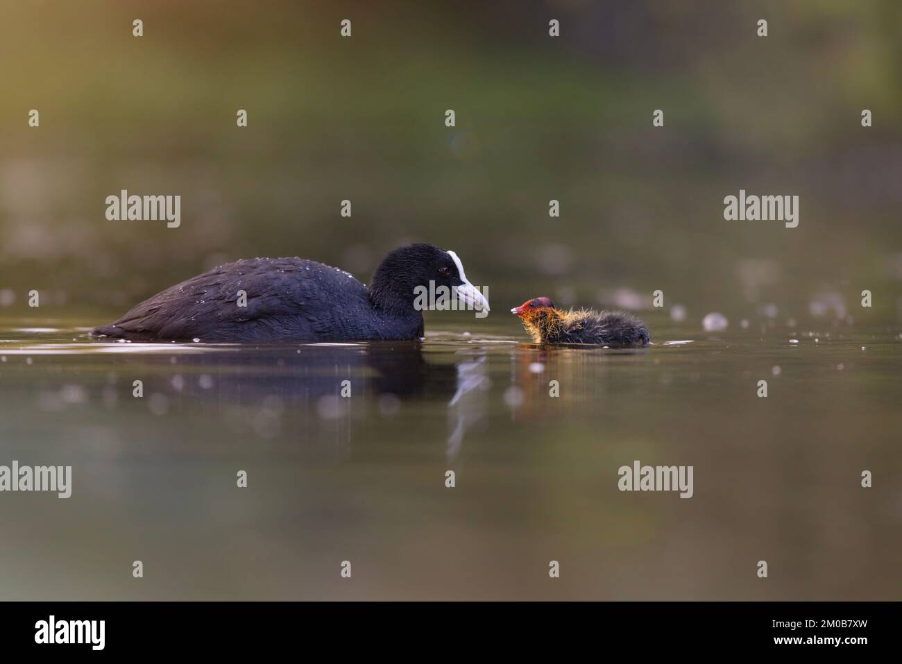 A wildlife shot with mother coot feeding its baby in pond Stock Photo ...