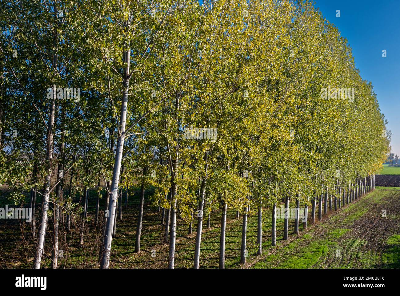 Poplar grove hi-res stock photography and images - Alamy