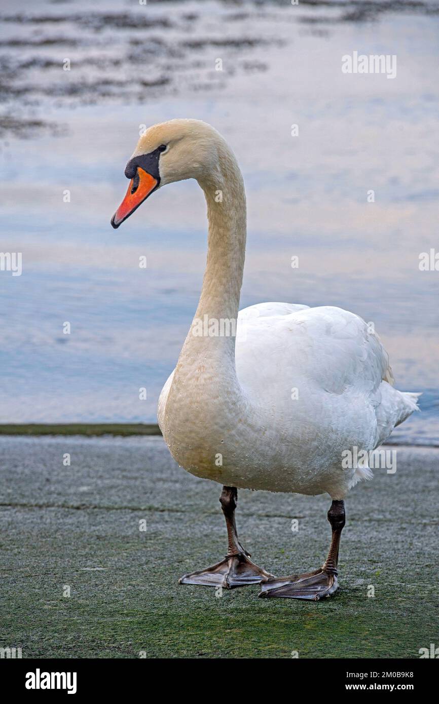 A swan on a slipway to the sea at Pembroke Dock in West Wales, UK Stock ...