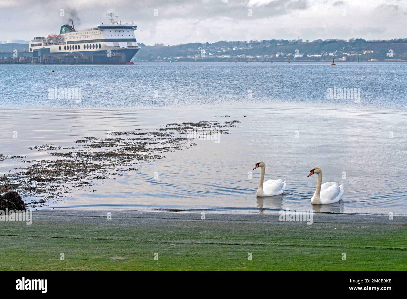A pair of swans near the Irish Ferries ship named Blue Star 1 at ...