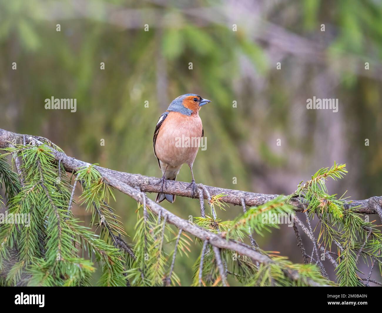 Common chaffinch sits on a branch in spring on green background ...
