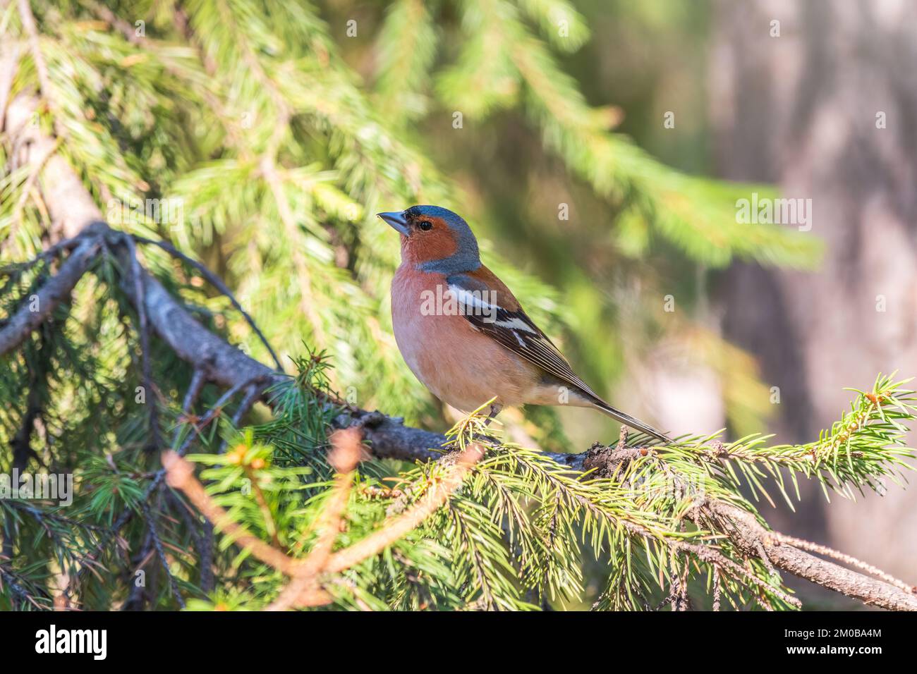 Common chaffinch sits on a branch in spring on green background ...