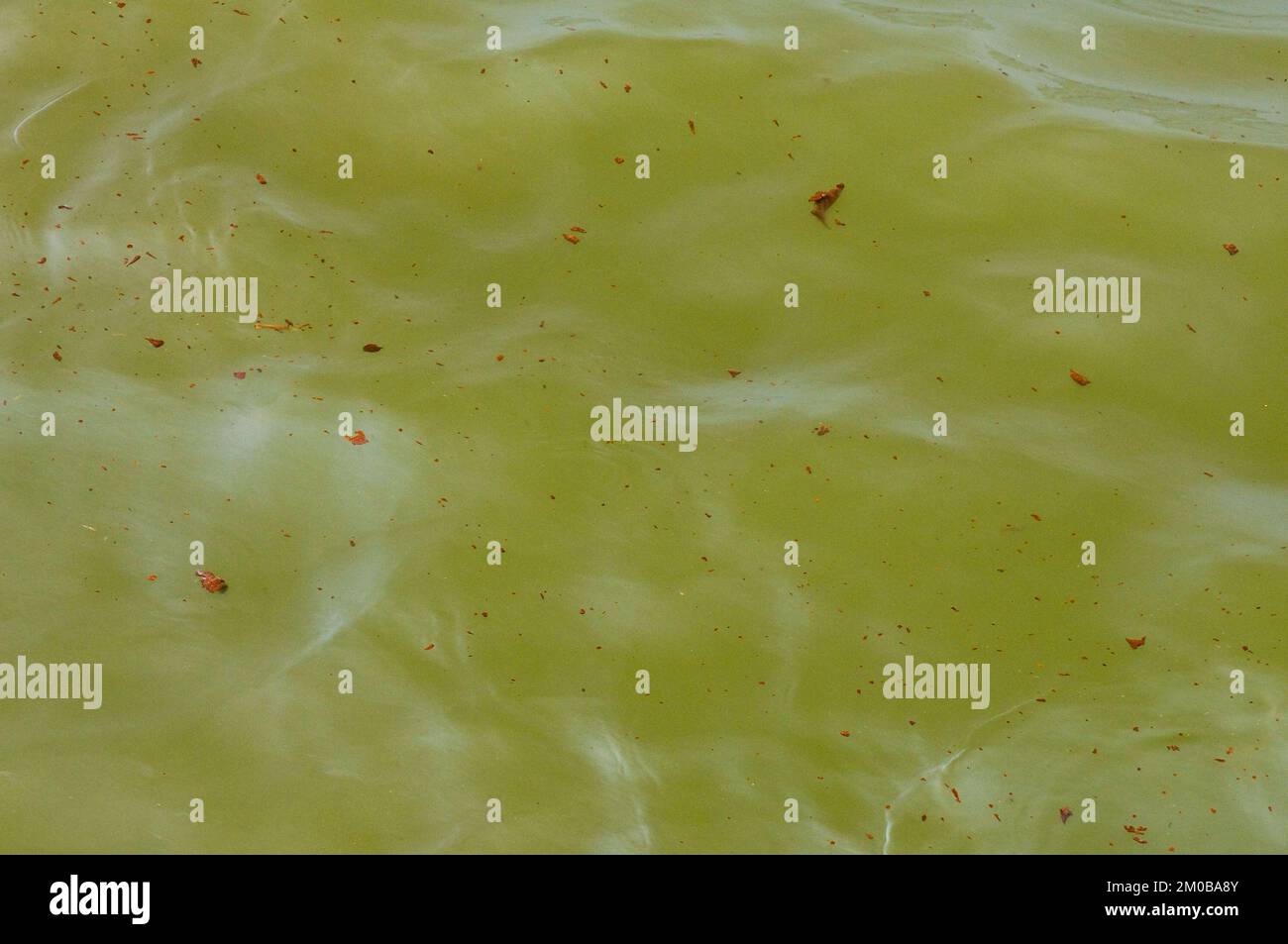 Office of the Administrator (Lisa P. Jackson) - Grand Isle (BP Oil ...