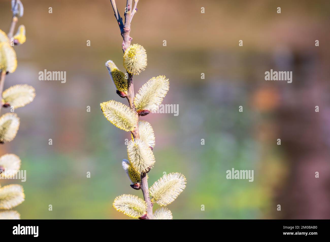 Nature awakes in spring. Blooming willow twigs and furry willow-catkins ...