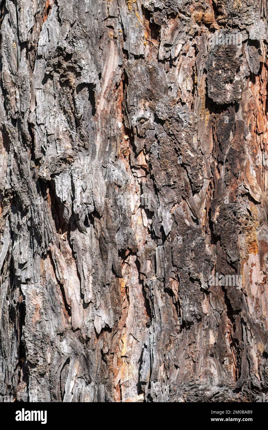 The bark of an old tree. Larch bark. Detailed bark texture Stock Photo ...