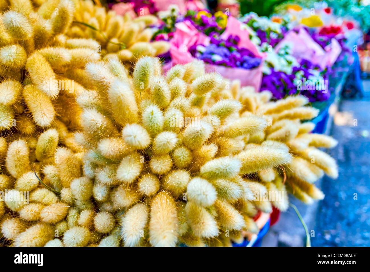 Bunches of dried Lagurus flowers (hare's-tail) in Pak Khlong Talat ...