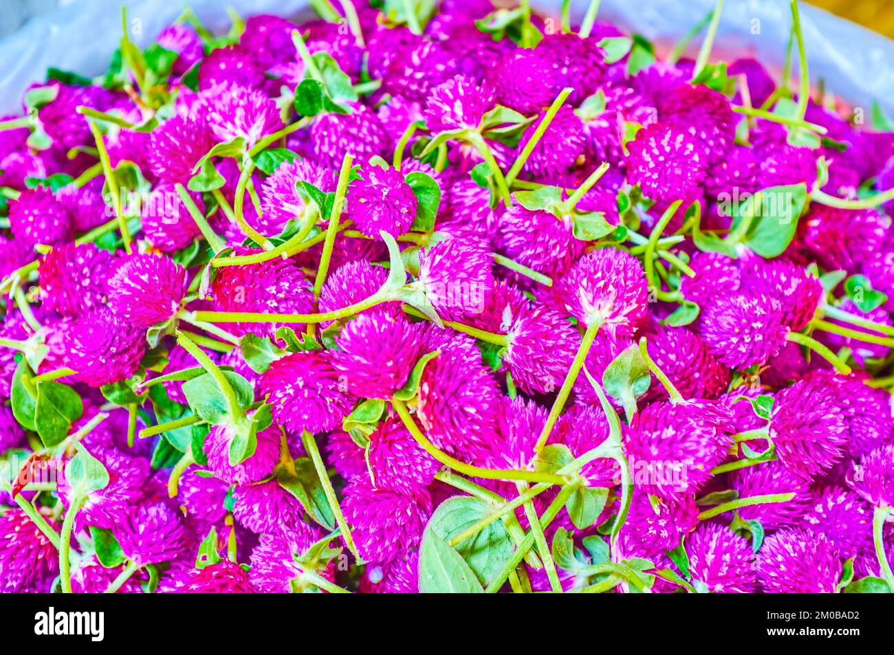 The heap of fresh Gomphrena flowers in Pak Khlong Talat Flower Market ...