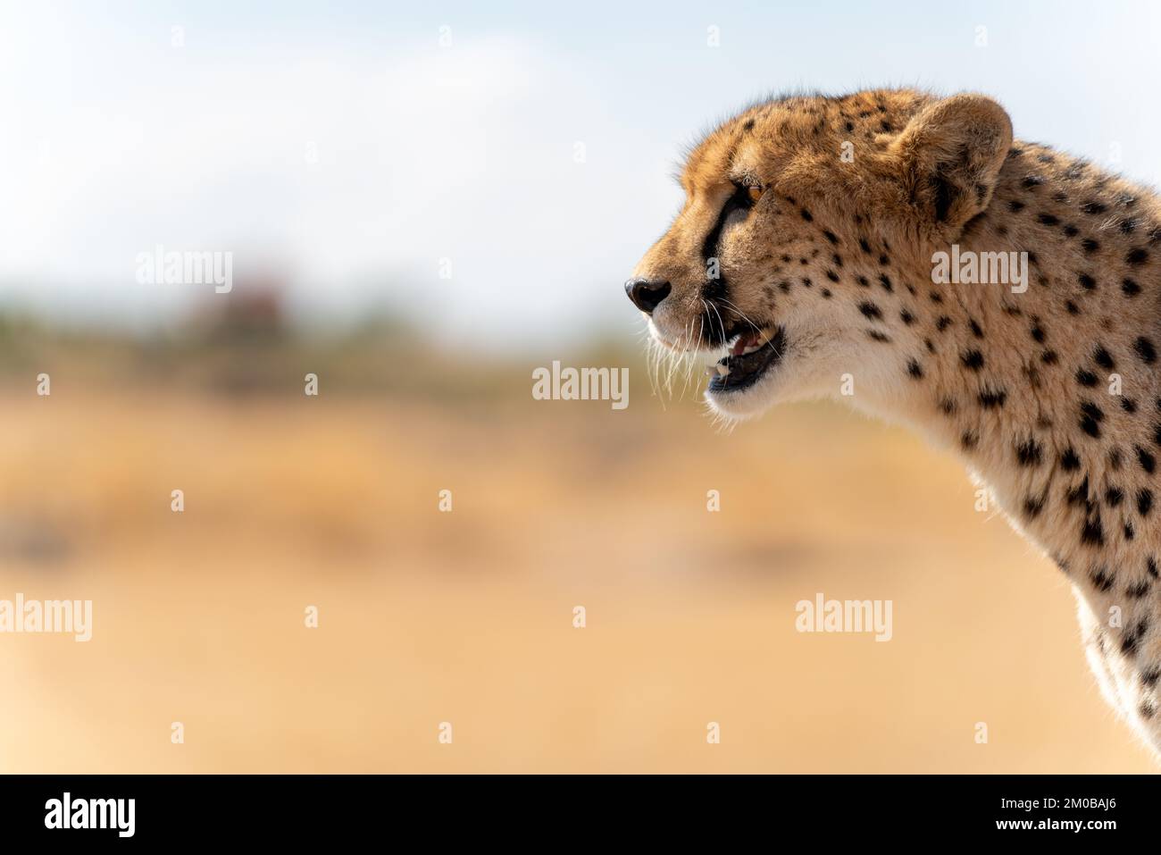 Isolated cheetah over blurred background looking to the left with text ...
