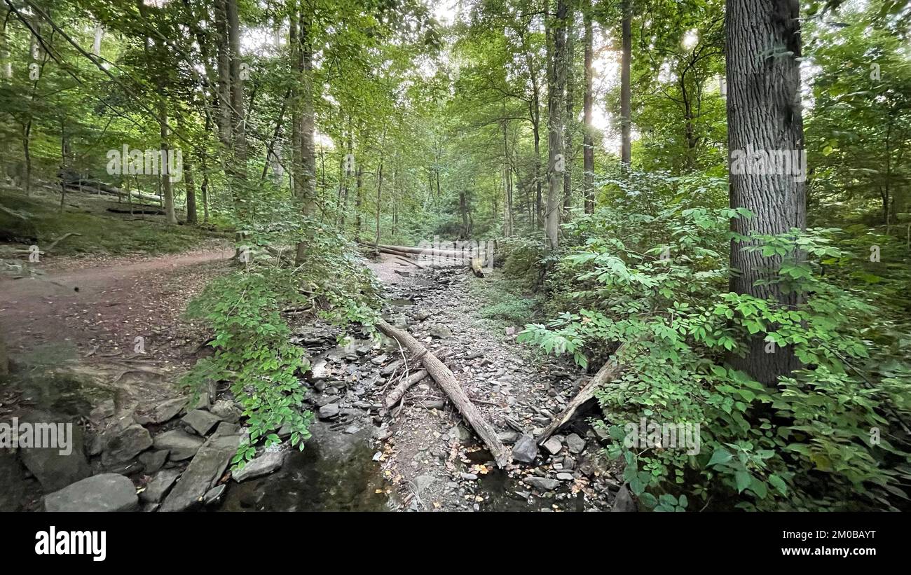 Peaceful woody terrain with green trees and bushes Stock Photo - Alamy