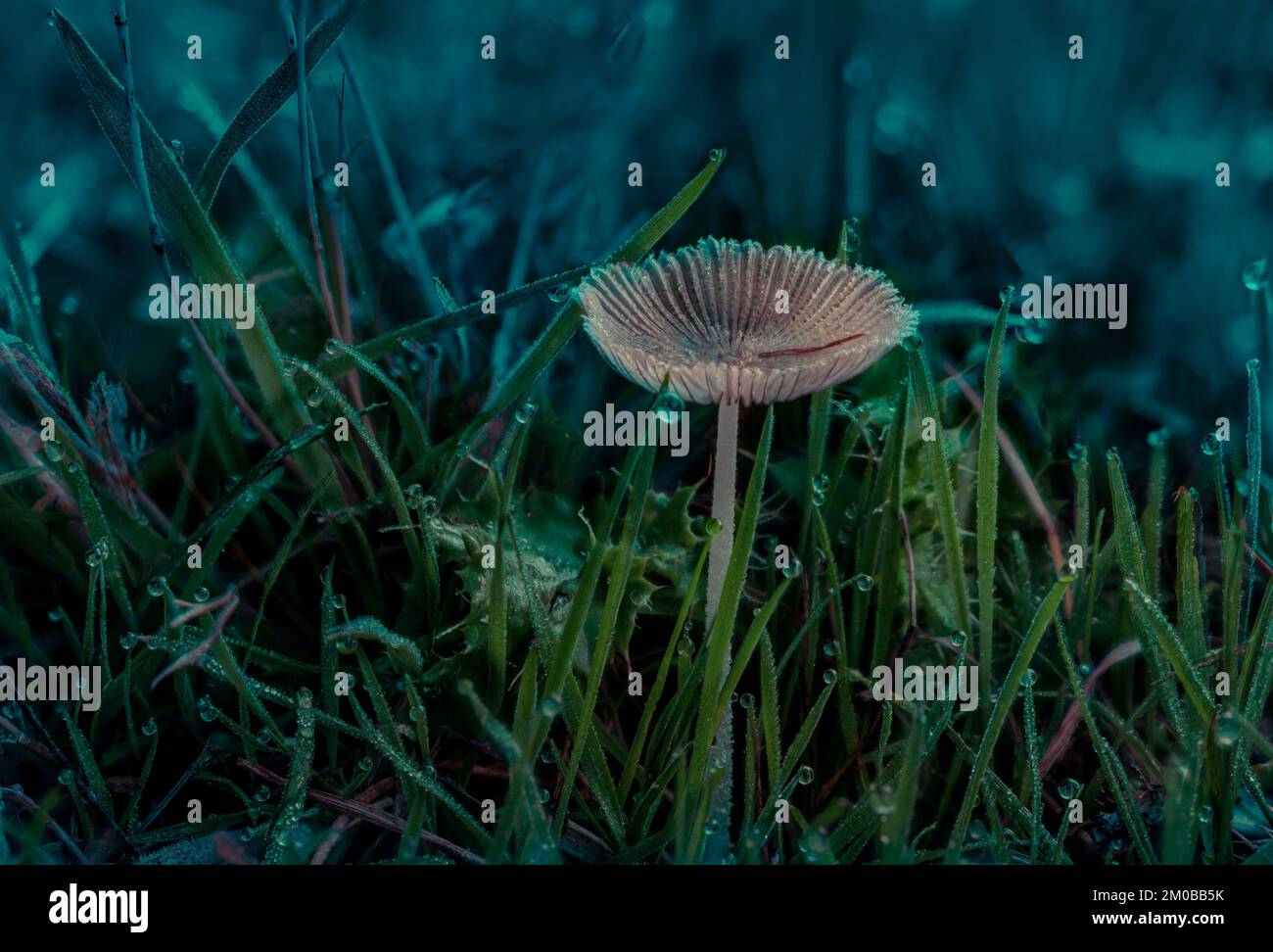 Hare foot hi-res stock photography and images - Alamy