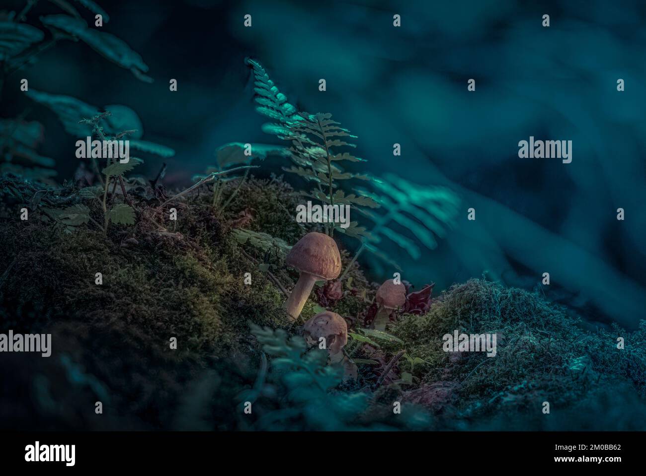 Magical mycology hi-res stock photography and images - Alamy