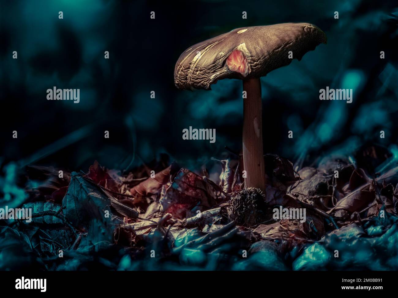 Magical mycology hi-res stock photography and images - Alamy