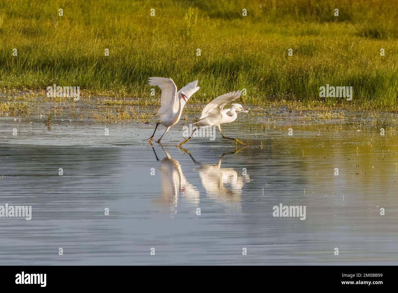 Fighting little egrets Stock Photo - Alamy