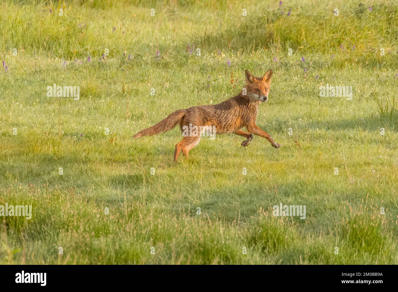 Mr fox hi-res stock photography and images - Alamy