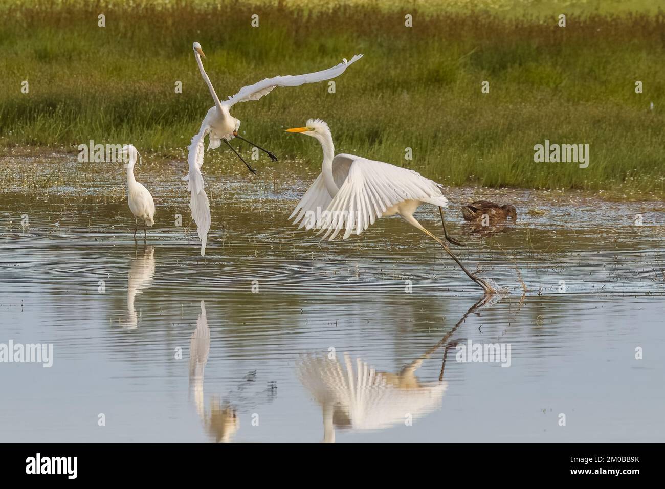 Siege of egrets Stock Photo - Alamy