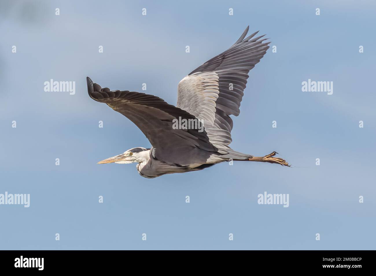 Heron in flight Stock Photo - Alamy