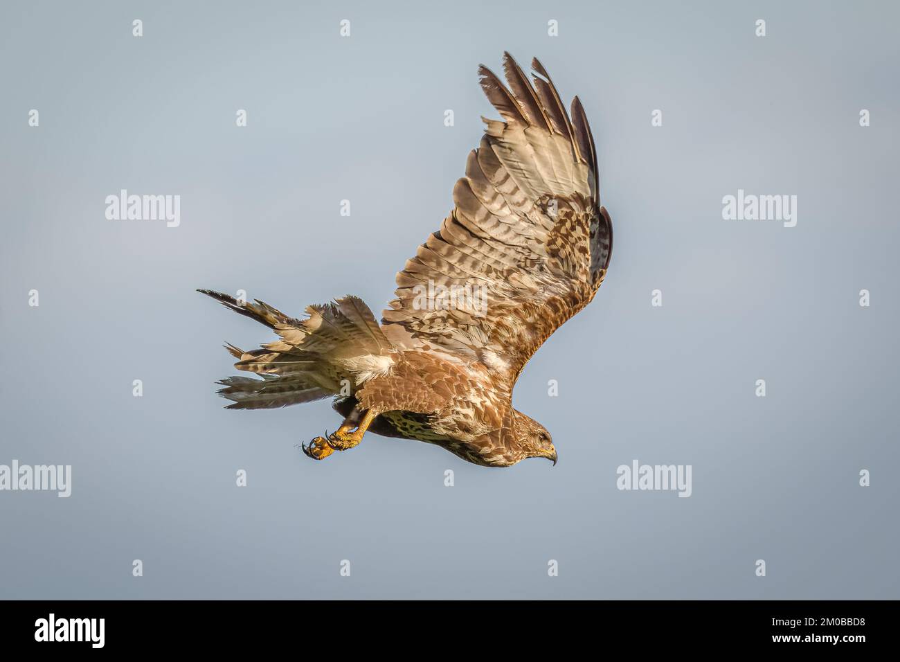 Buzzard in flight Stock Photo - Alamy