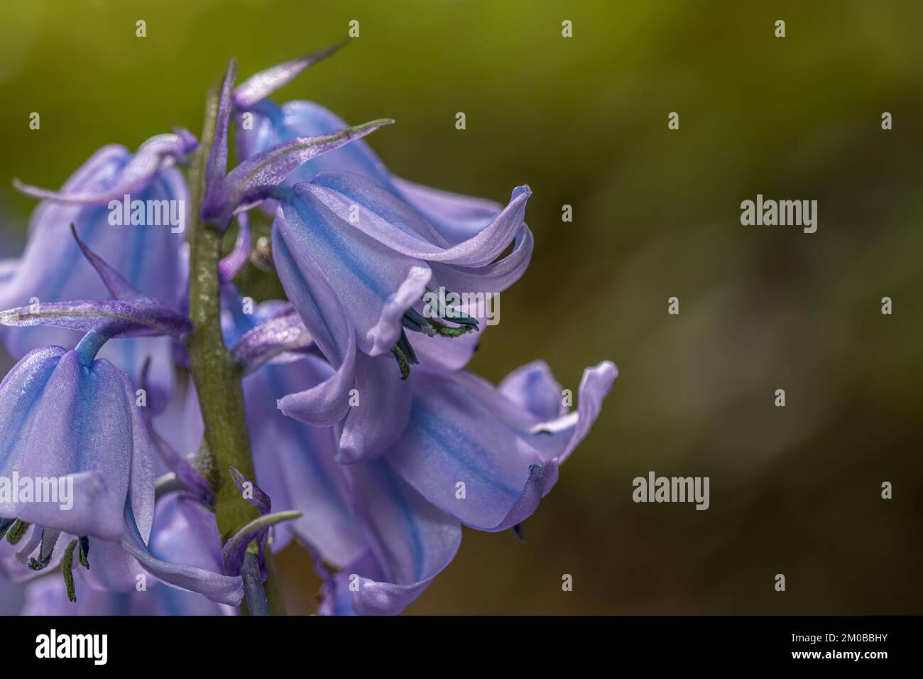 Springtime beauty nature photography hi-res stock photography and ...