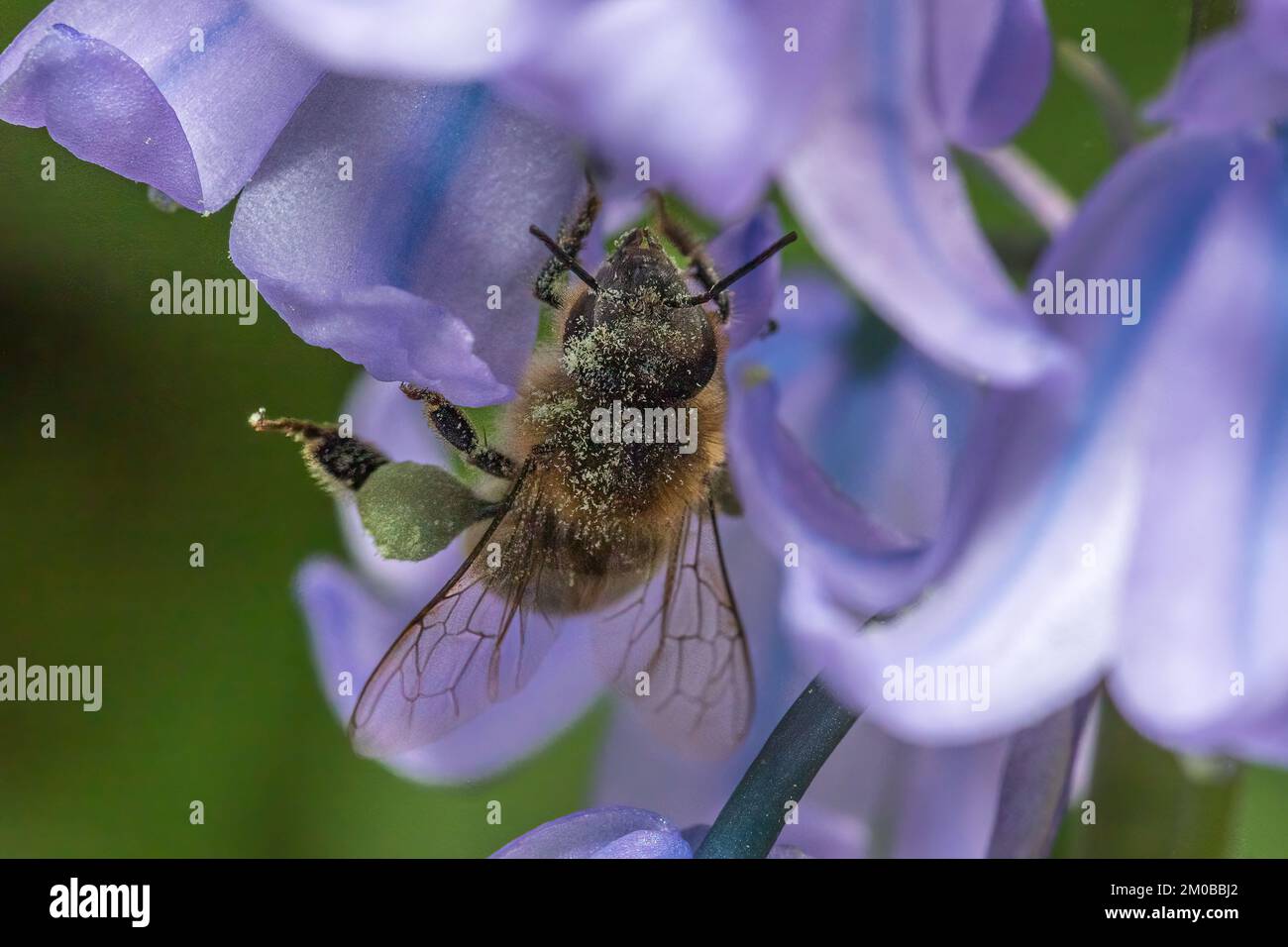 Bee photography hi-res stock photography and images - Alamy