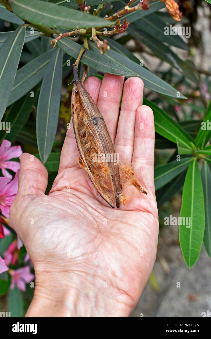 Pink oleander seeds (Nerium oleander) on hand Stock Photo - Alamy