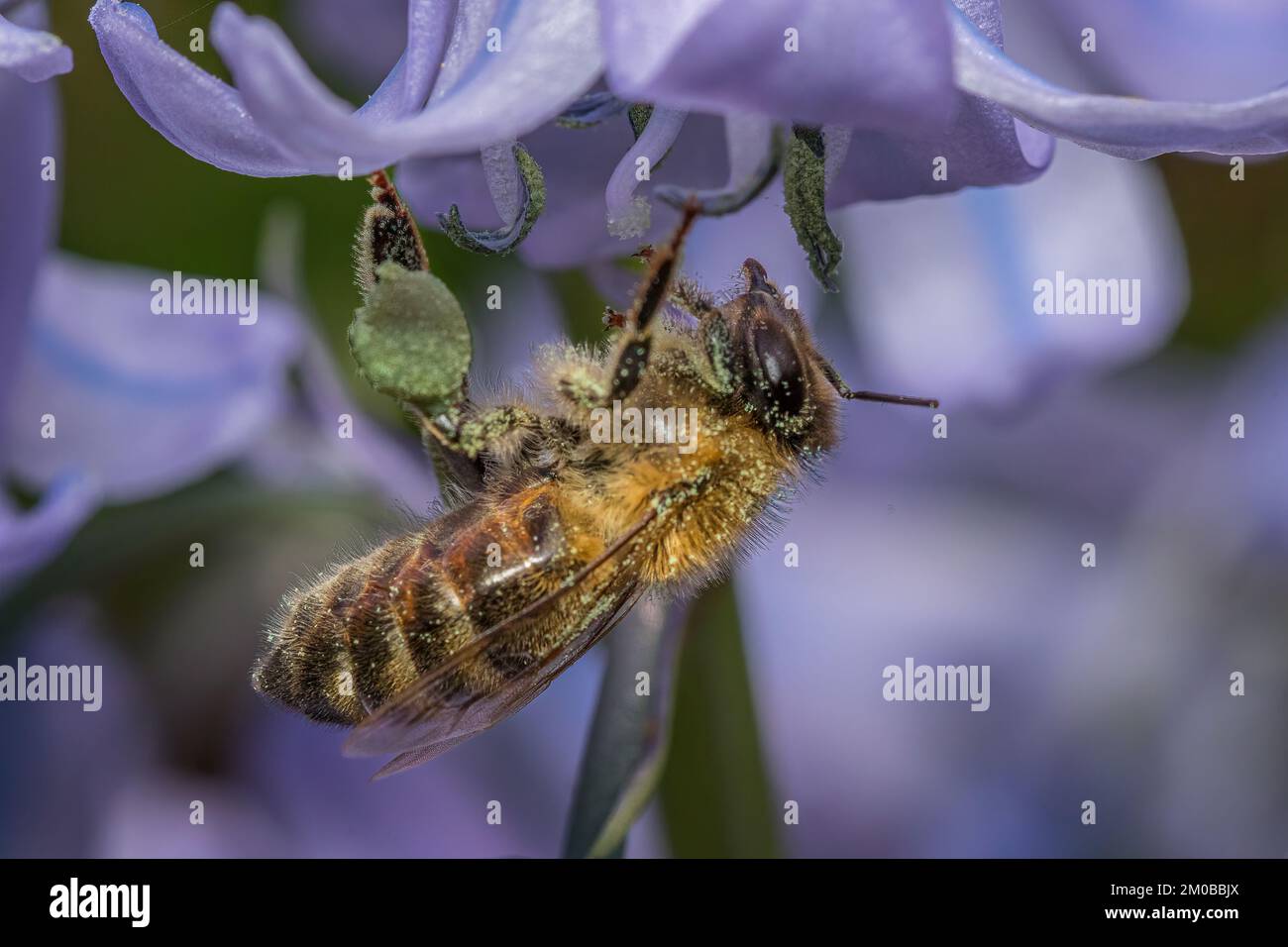 Save the bees hi-res stock photography and images - Alamy