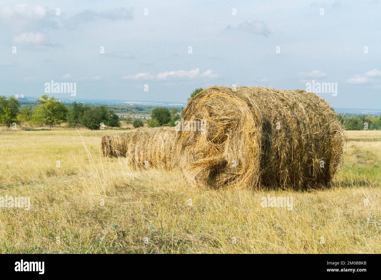 Rolled up haystack in field. Twisted grass for animal feed on farm ...