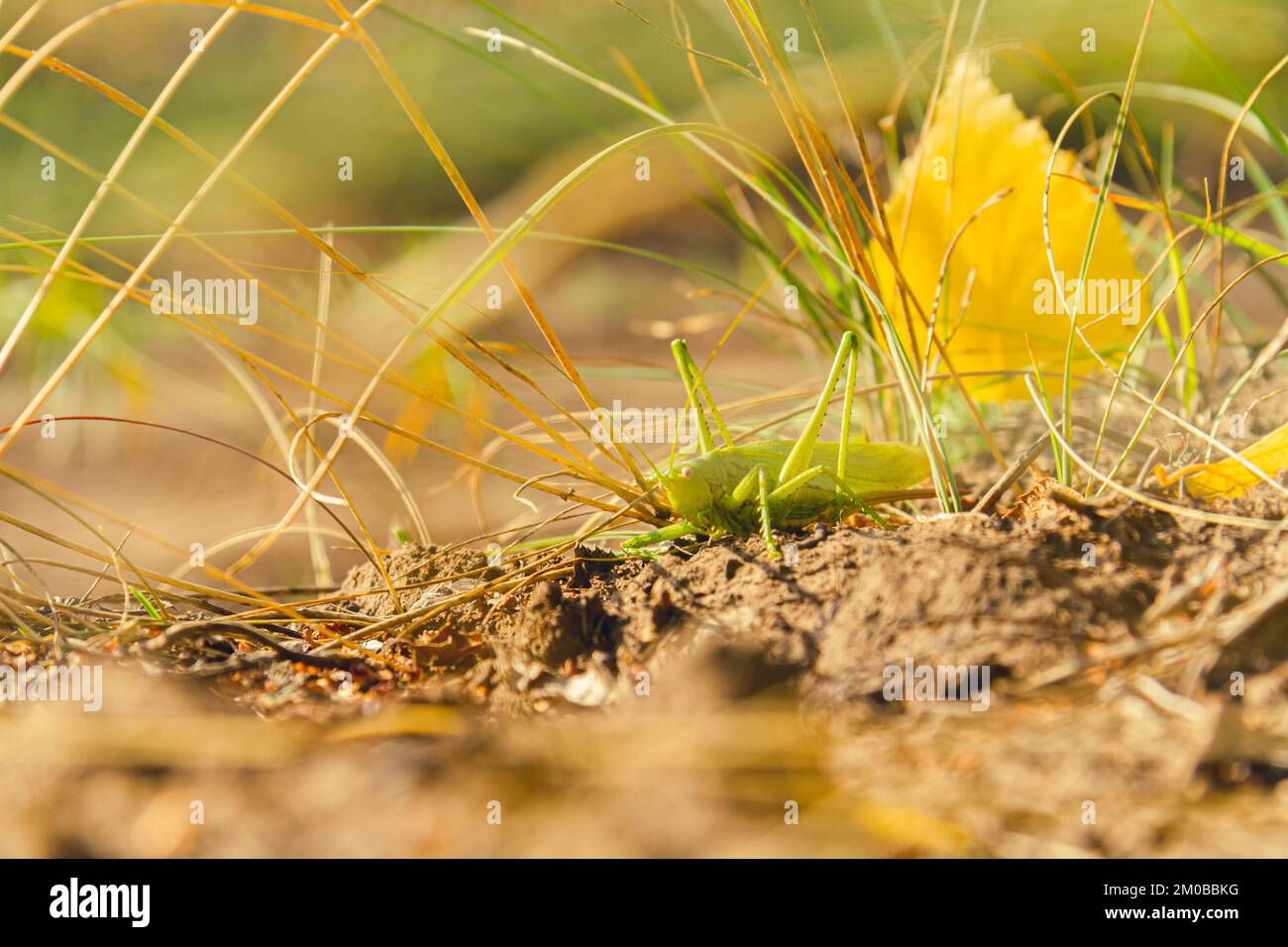 Green grasshopper in grass. Green locusts in yellow grass and autumn ...
