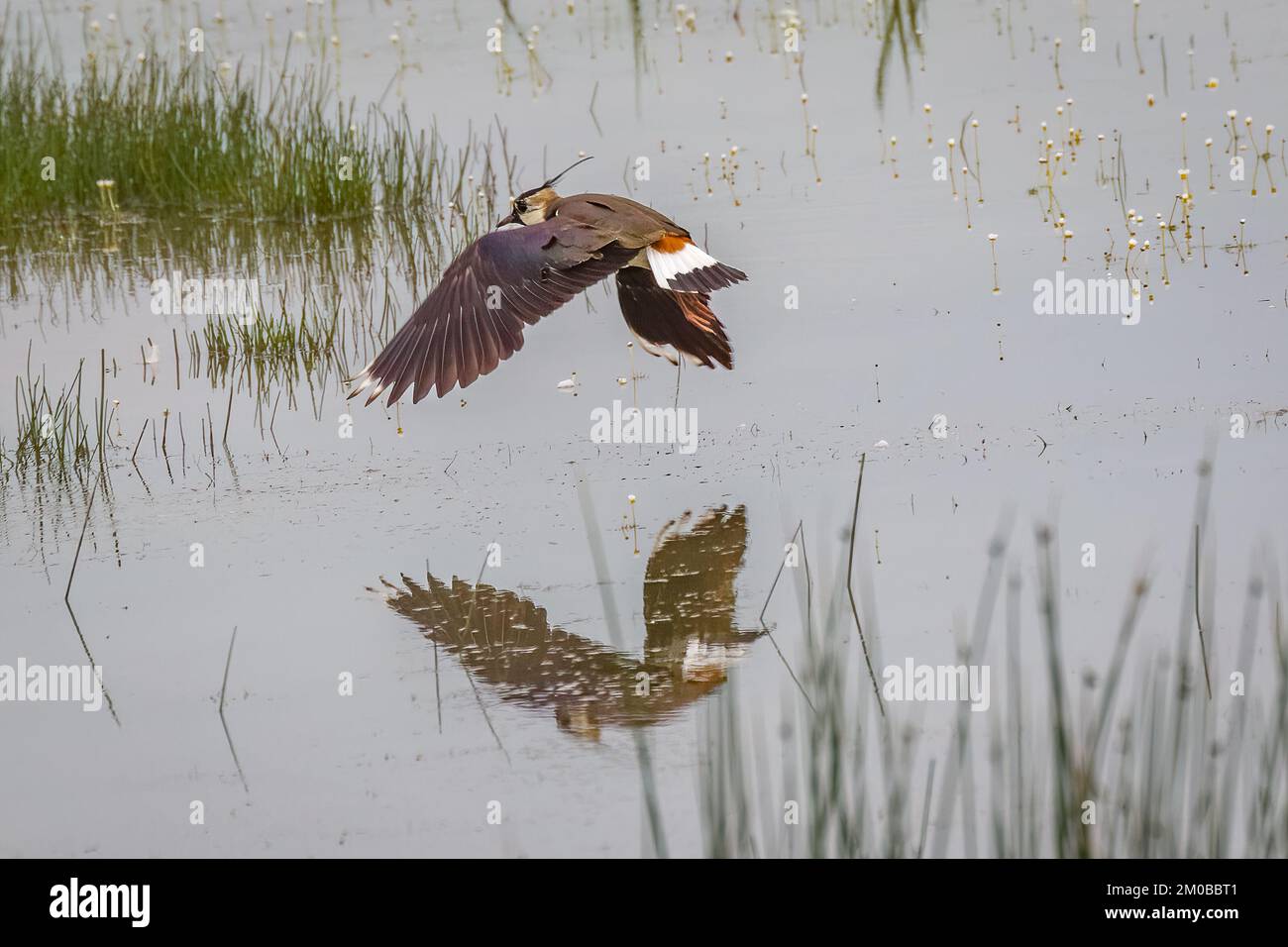 Lapwing bird in flight hi-res stock photography and images - Alamy