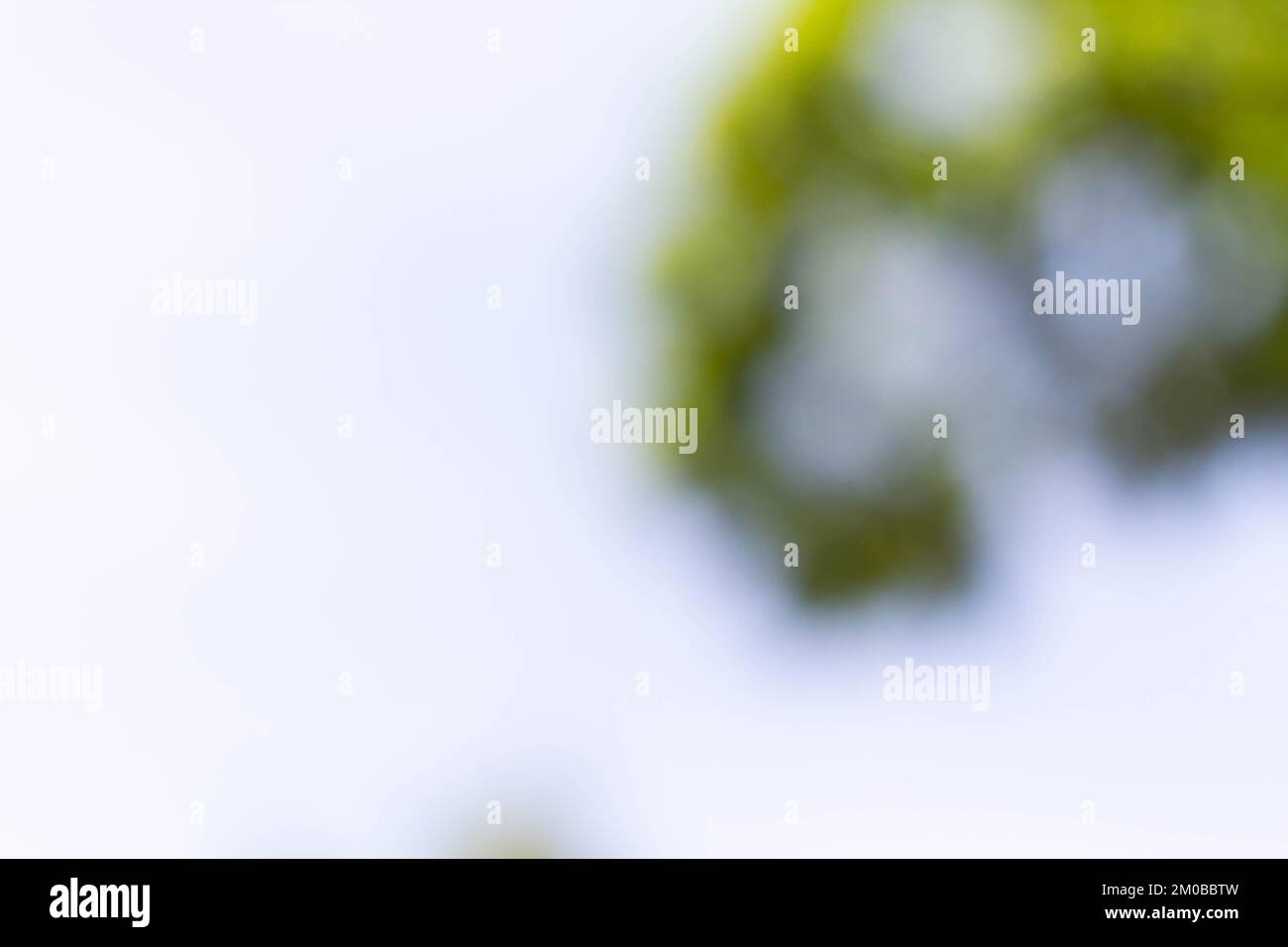 Abstract background. Background in blur out of focus. Texture in shades of green. Bokeh in the ...
