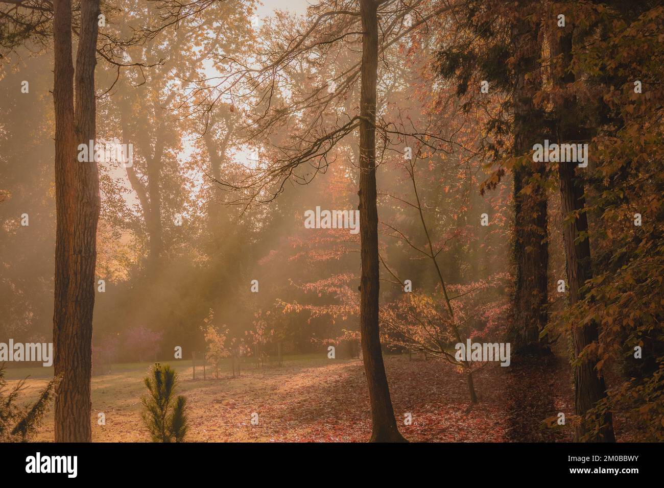 Sun rays in the forest Stock Photo - Alamy