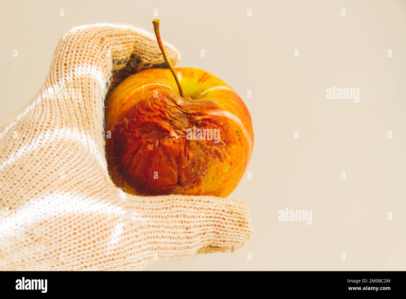 Rotten apple in sun. Rotting fruit. Diseases of apple fruit. Pest ...