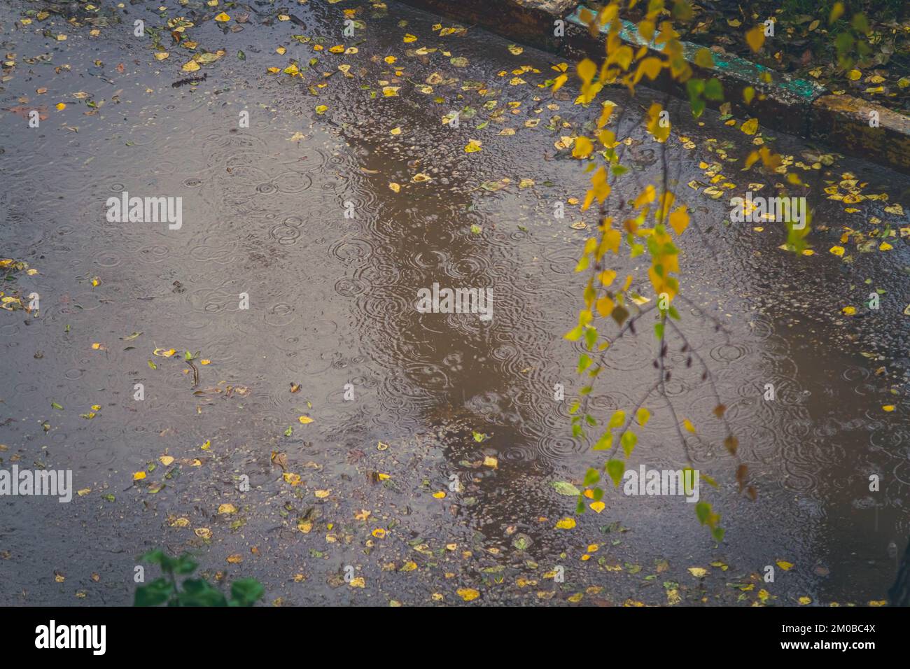 Trees after rain. Puddles on ground in autumn after rain. Falling ...