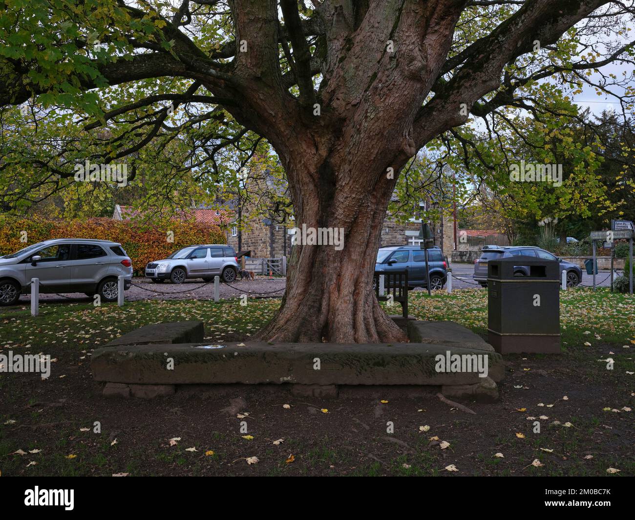 Mature sycamore tree stands in the village centre surrounded by a ...