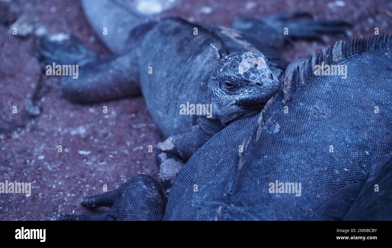 A closeup shot of a beautiful iguana resting on another iguana on ...